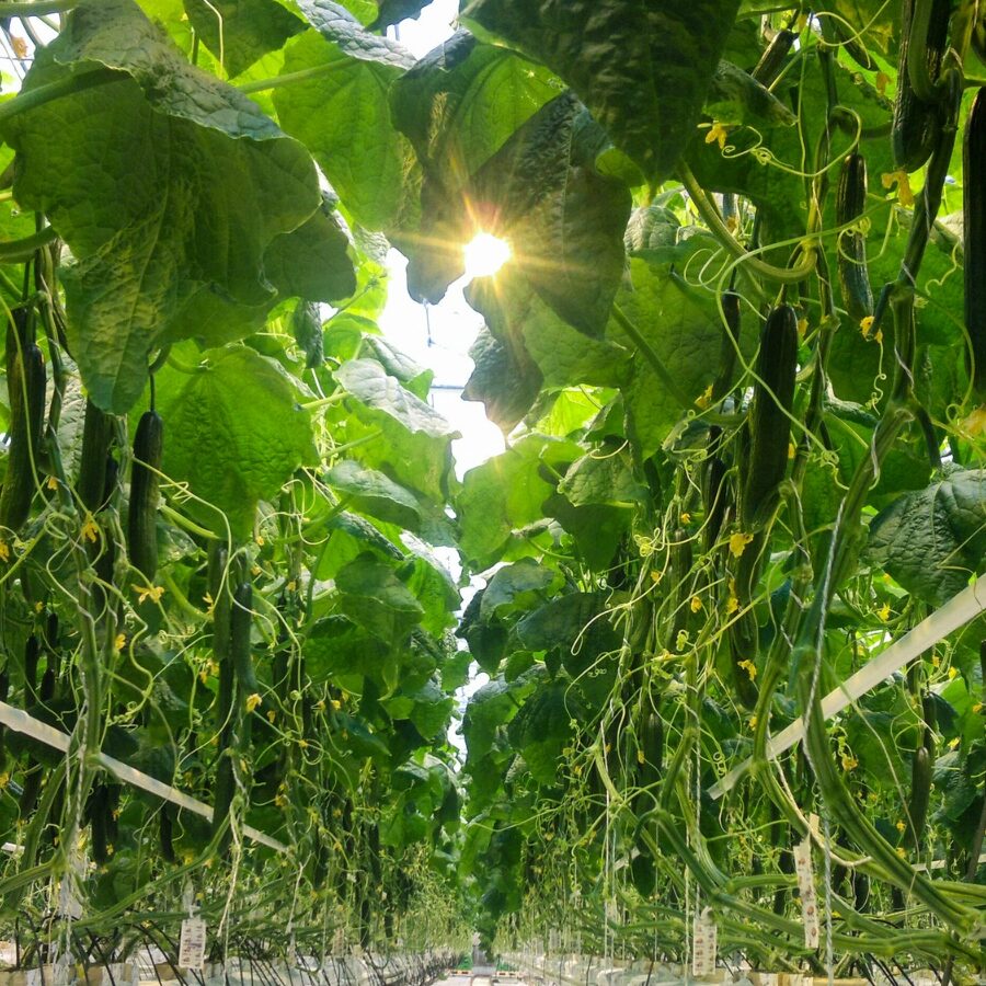 Simonetti - Plastic manufacturer for horticulture